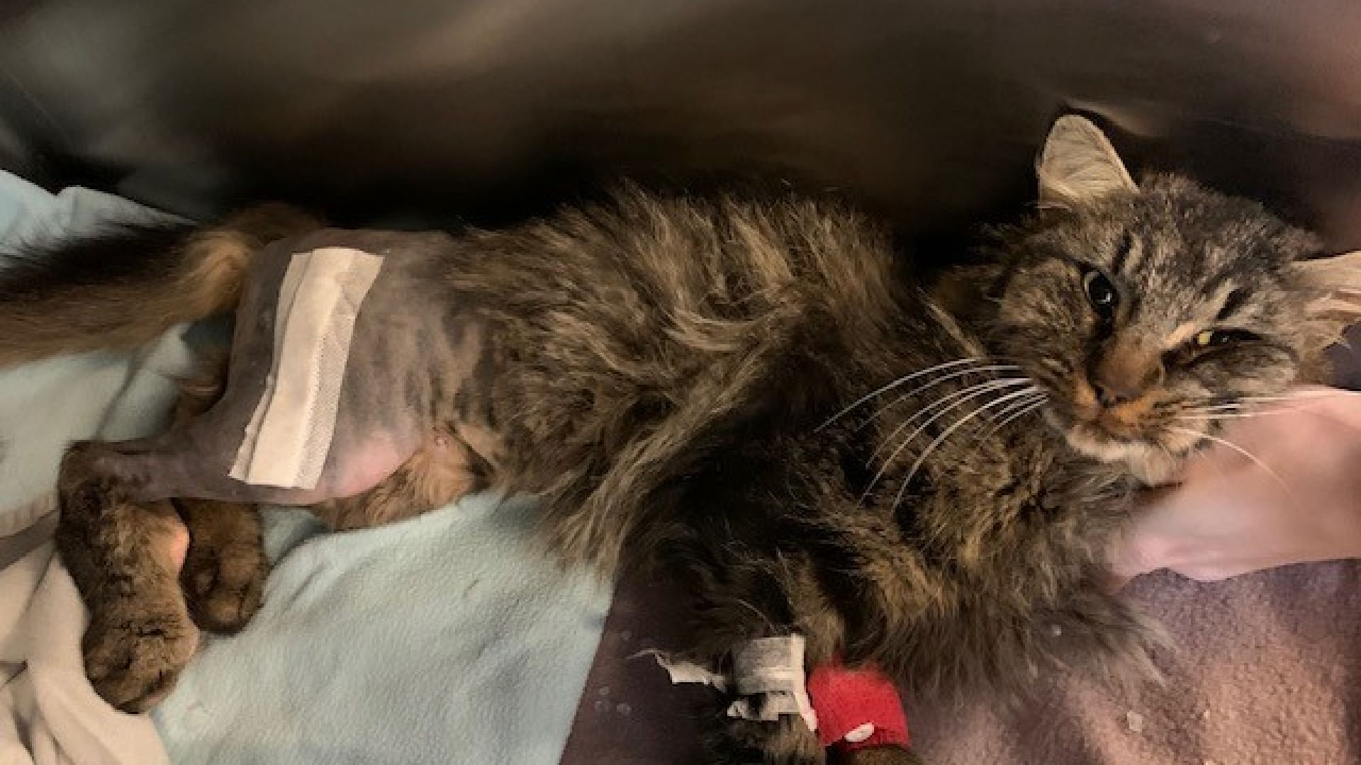 Feline blev skudt med et haglgevær | Dyrenes Beskyttelse